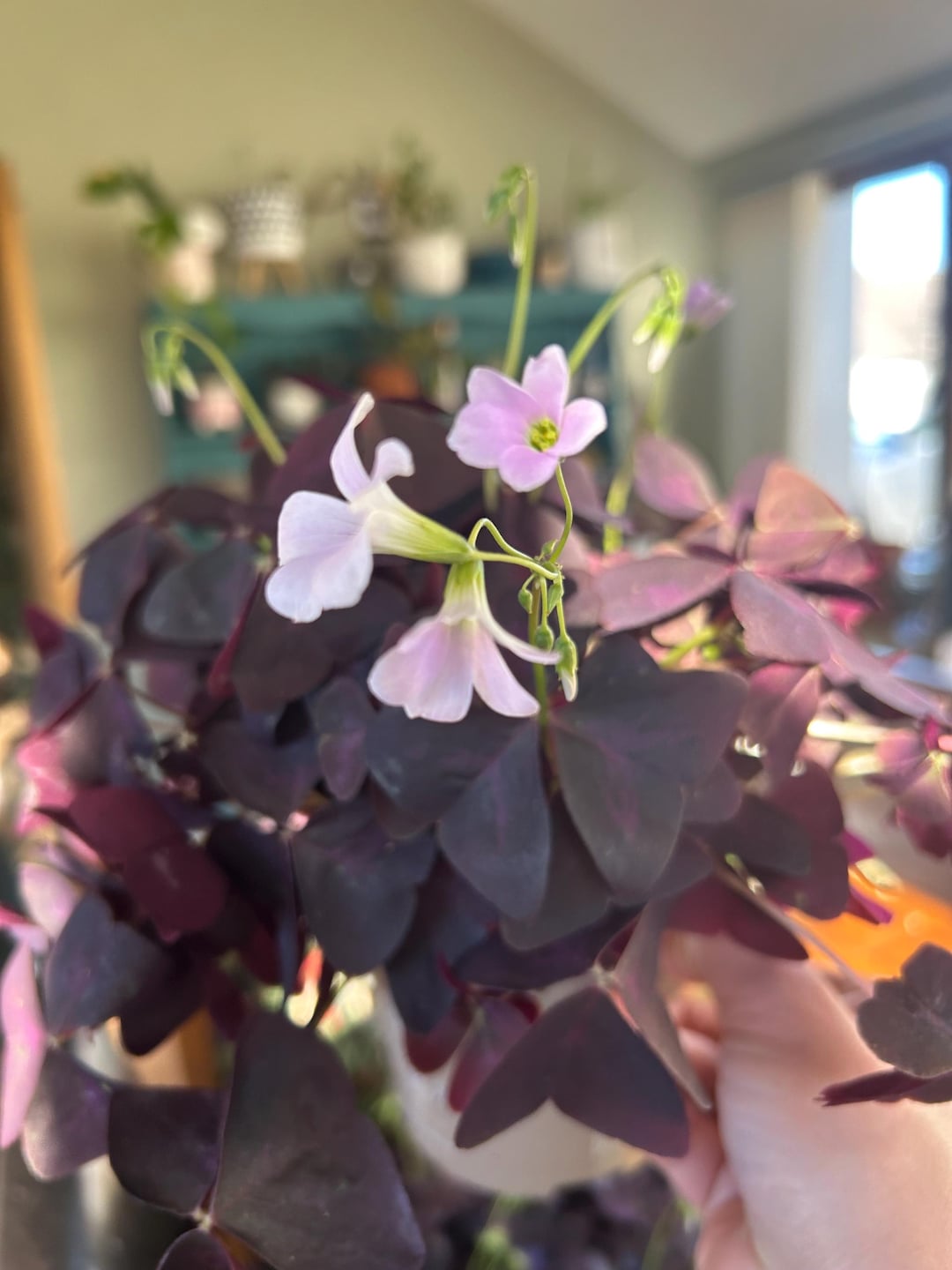 Oxalis Triangularis *purple Shamrock * False Shamrock *easy Care Plant ...