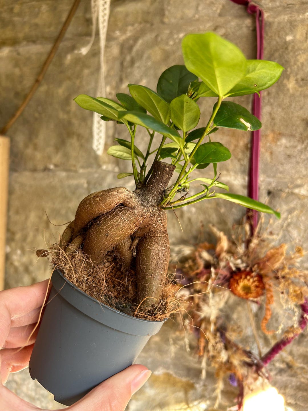 Ficus Ginseng, *bonsai* Pot Belly Fig, *mandrake Plant* Terrarium Plant ...