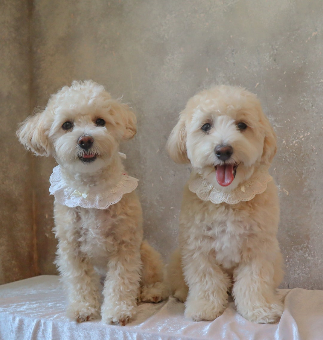 Made in Korea Dog Scarf, Cute Scarf for Dog, Pet Scarf, Cat Scarf, Dog ...