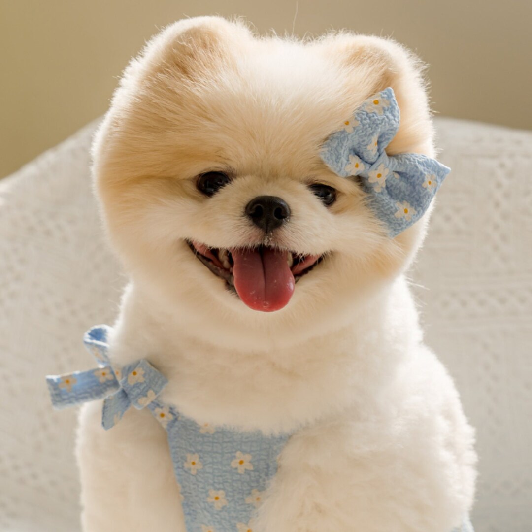 Made in Korea Dog Hair Clip, Cute Hair Accessory for Dog, Pet Clothing ...