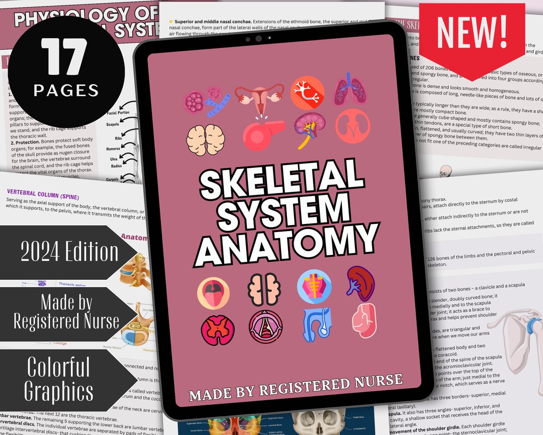 Ultimate Skeletal System Notes, Intro to Skeletal System, Skeleton ...