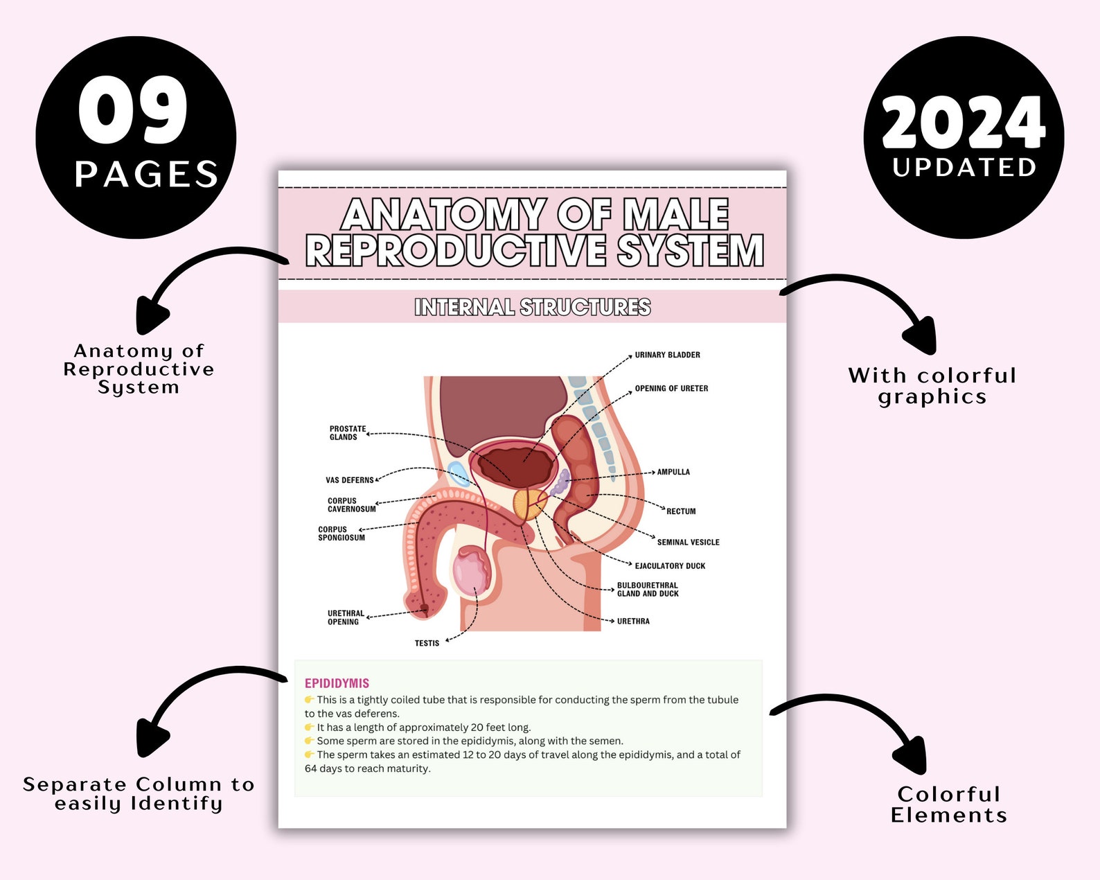 Reproductive System Nursing Notes, Reproductive System, Anatomy and ...