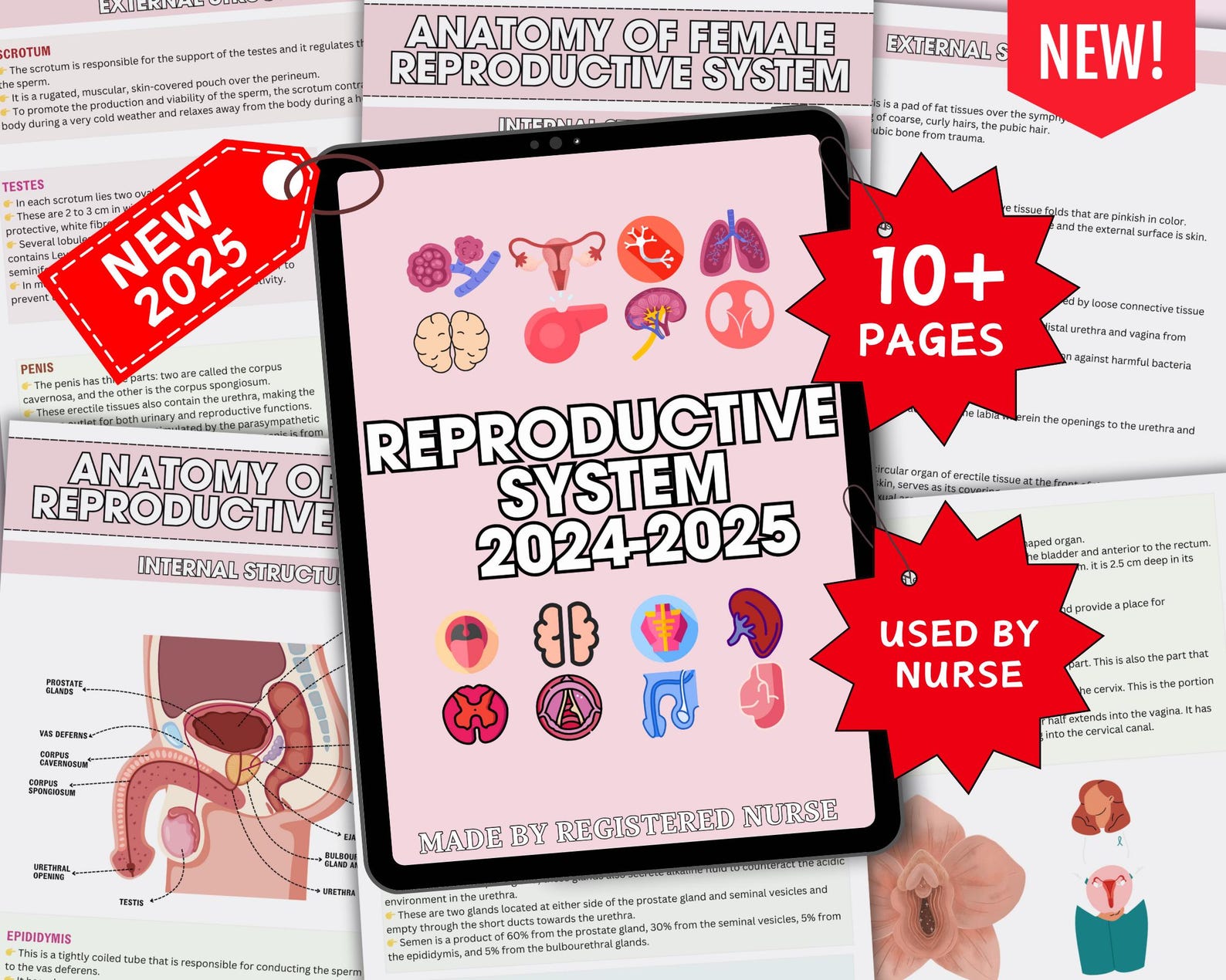 Reproductive System Nursing Notes, Reproductive System, Anatomy and ...