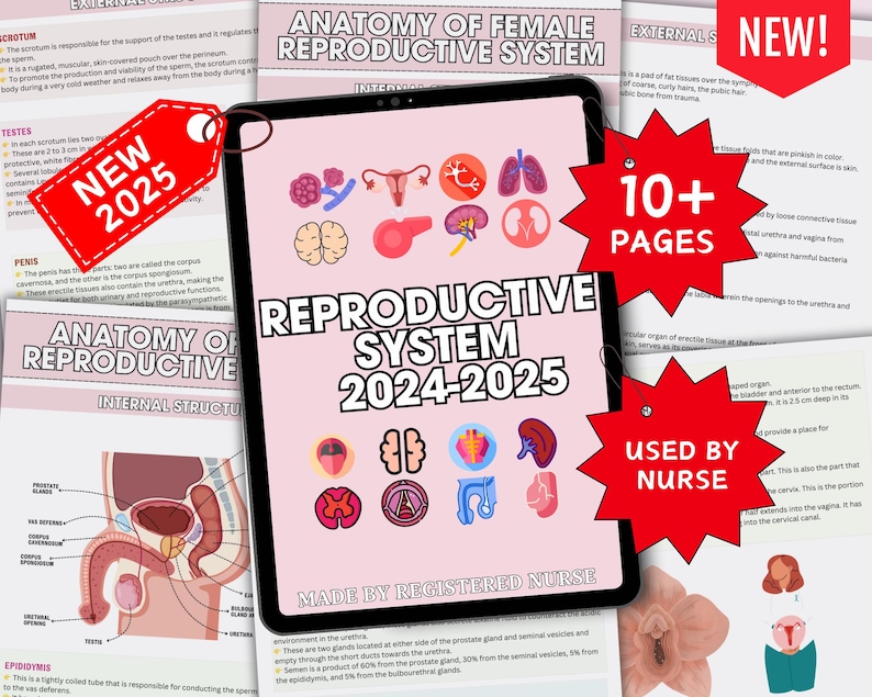 Reproductive System Nursing Notes, Reproductive System, Anatomy and ...