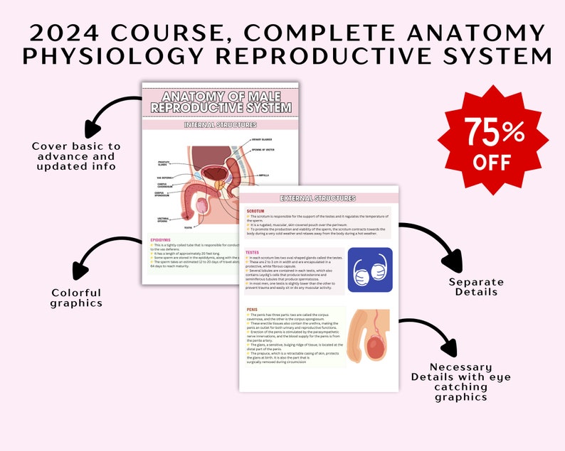 Reproductive System Nursing Notes, Reproductive System, Anatomy and ...