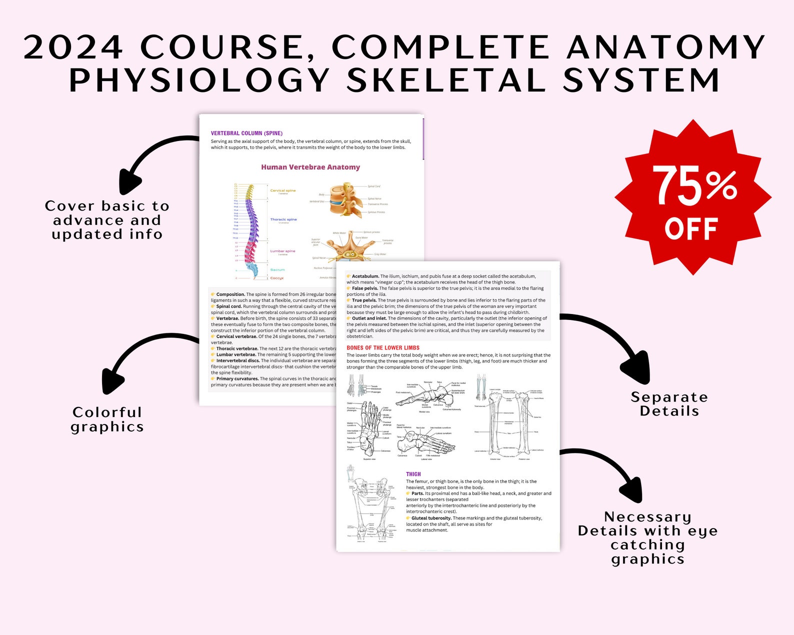 Ultimate Skeletal System Notes, Intro to Skeletal System, Skeleton ...