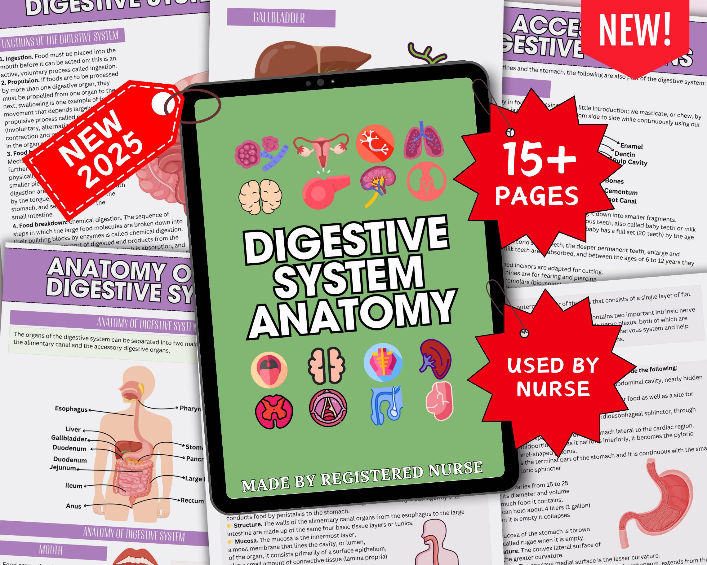 Ultimate Anatomy & Physiology Digestive System 2024, Nursing School ...