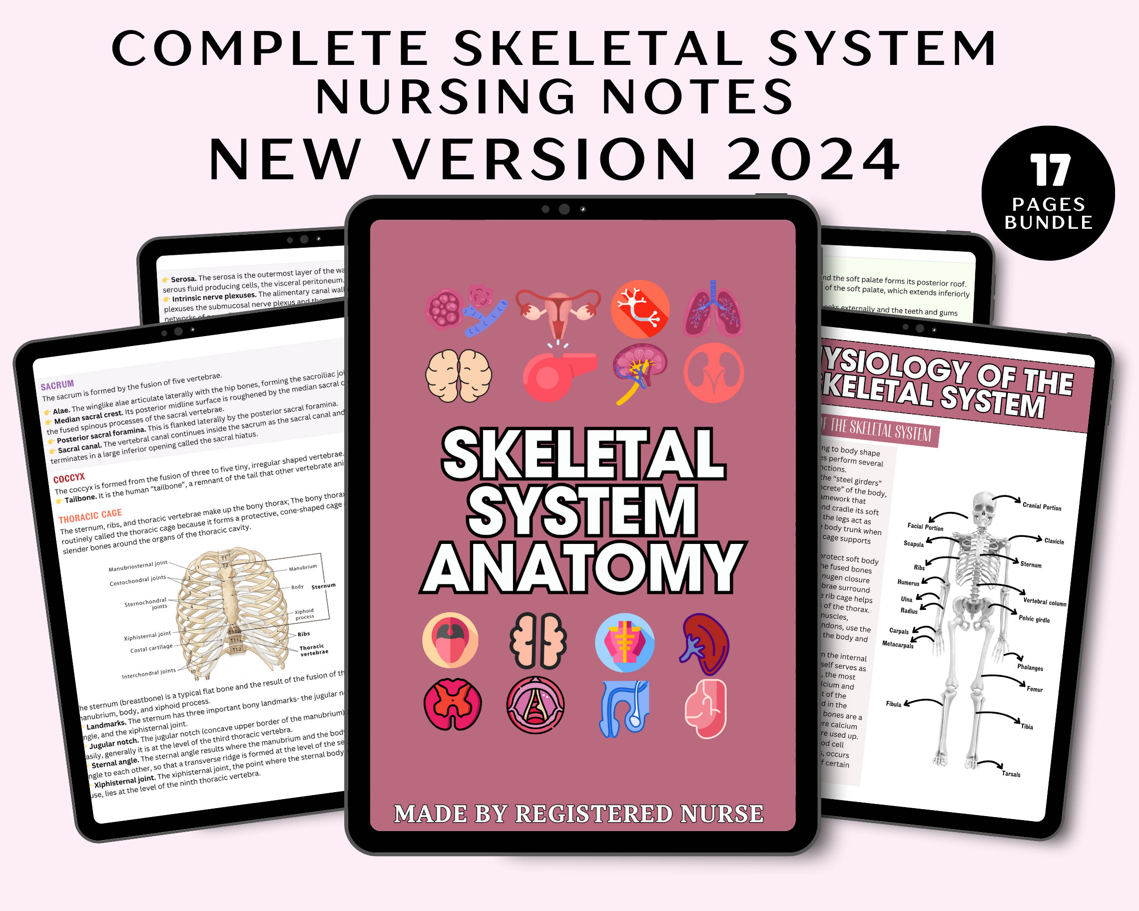 Ultimate Skeletal System Notes, Intro to Skeletal System, Skeleton ...