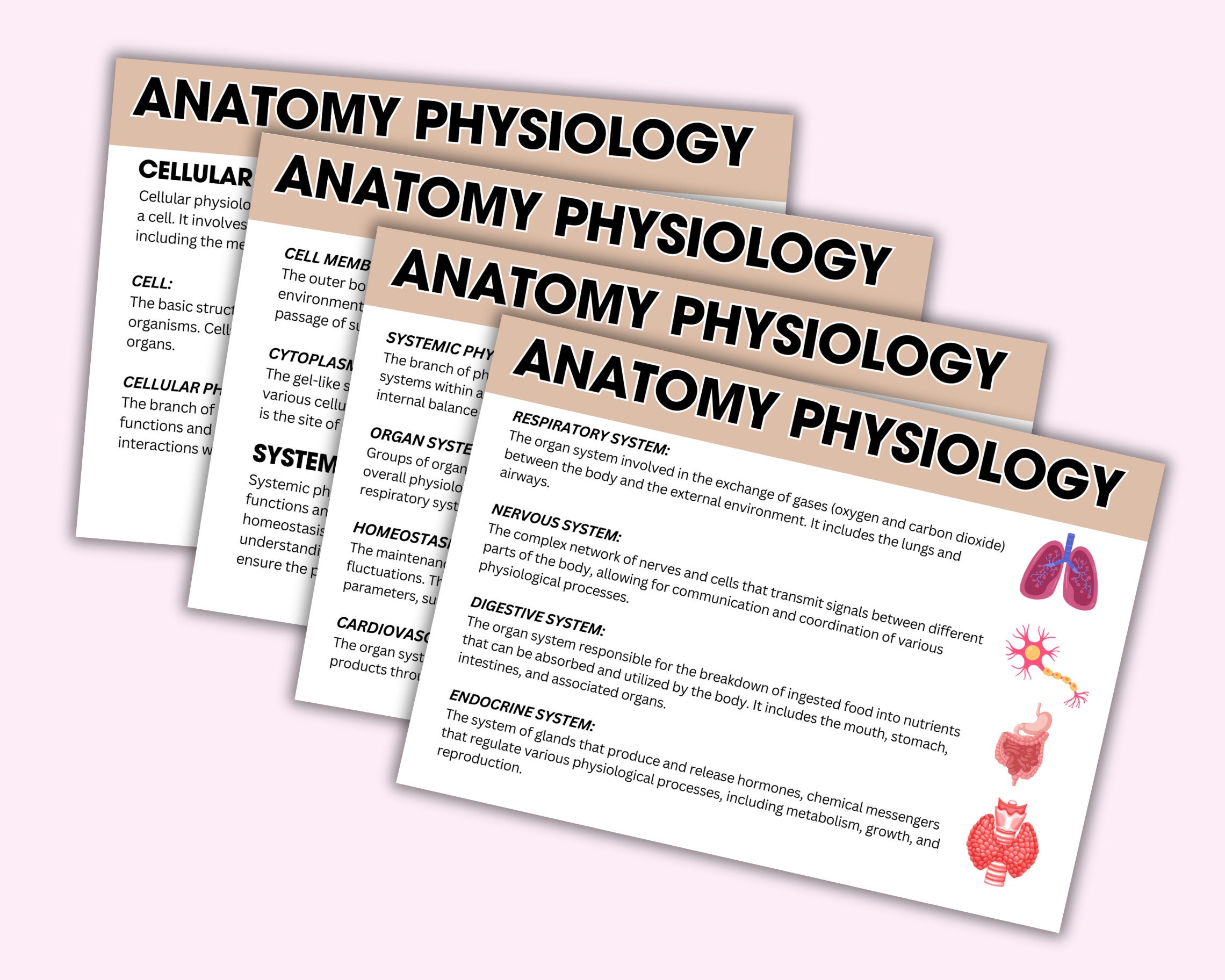 Complete Anatomy & Physiology Flashcards 2024, Nursing School Notes ...