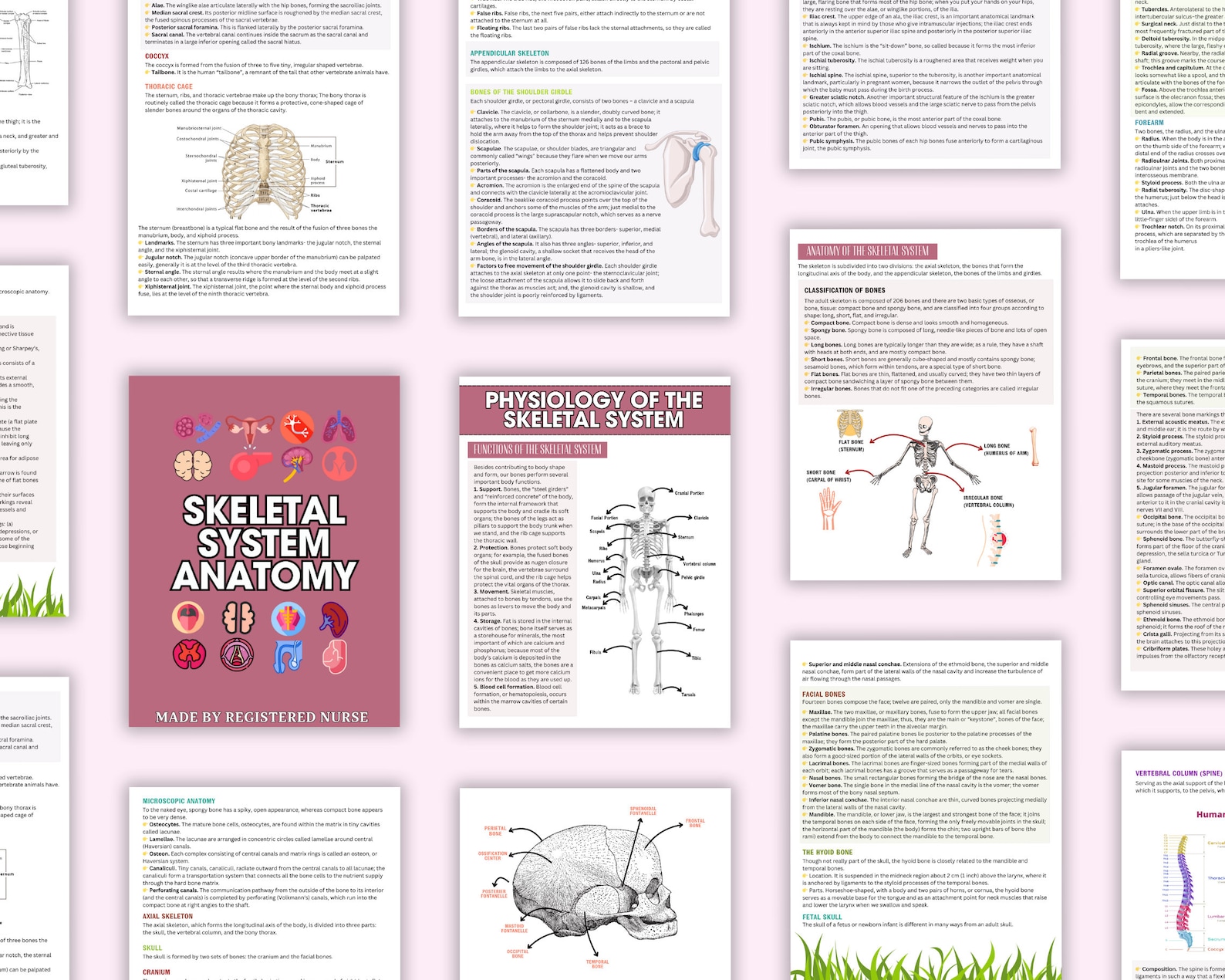 Ultimate Skeletal System Notes, Intro to Skeletal System, Skeleton ...