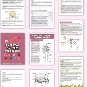 Ultimate Skeletal System Notes, Intro to Skeletal System, Skeleton ...