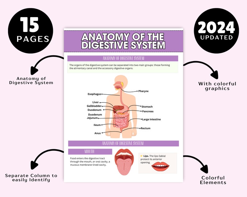 Digestive System Anatomy Study Guide, Nursing School Notes (instant ...