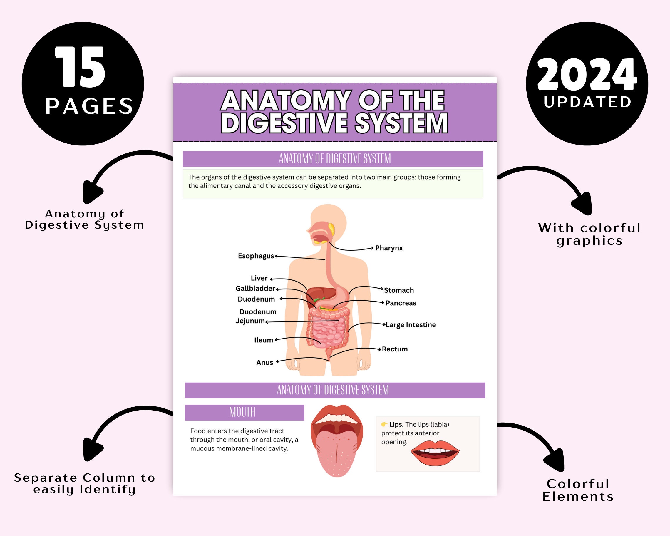 Ultimate Anatomy & Physiology Digestive System 2024, Nursing School ...