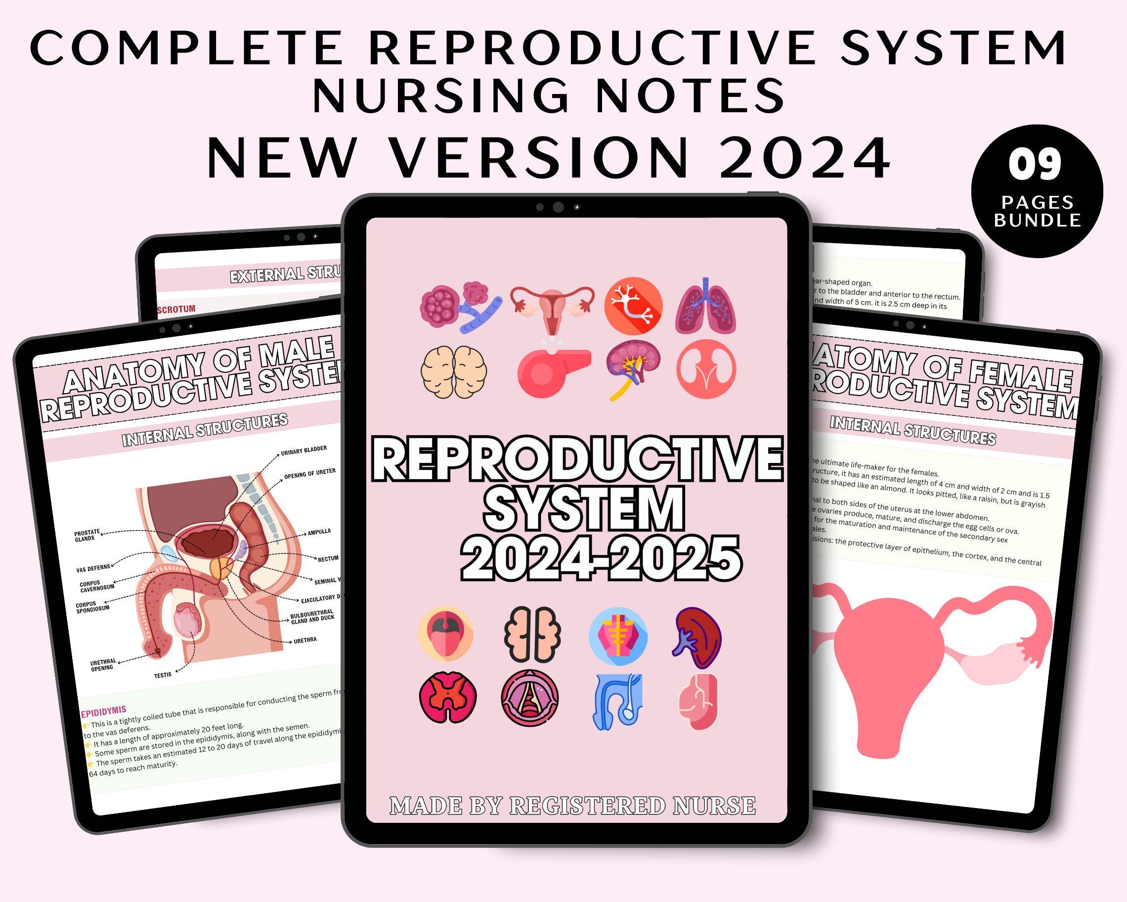 Reproductive System Nursing Notes, Reproductive System, Anatomy and ...