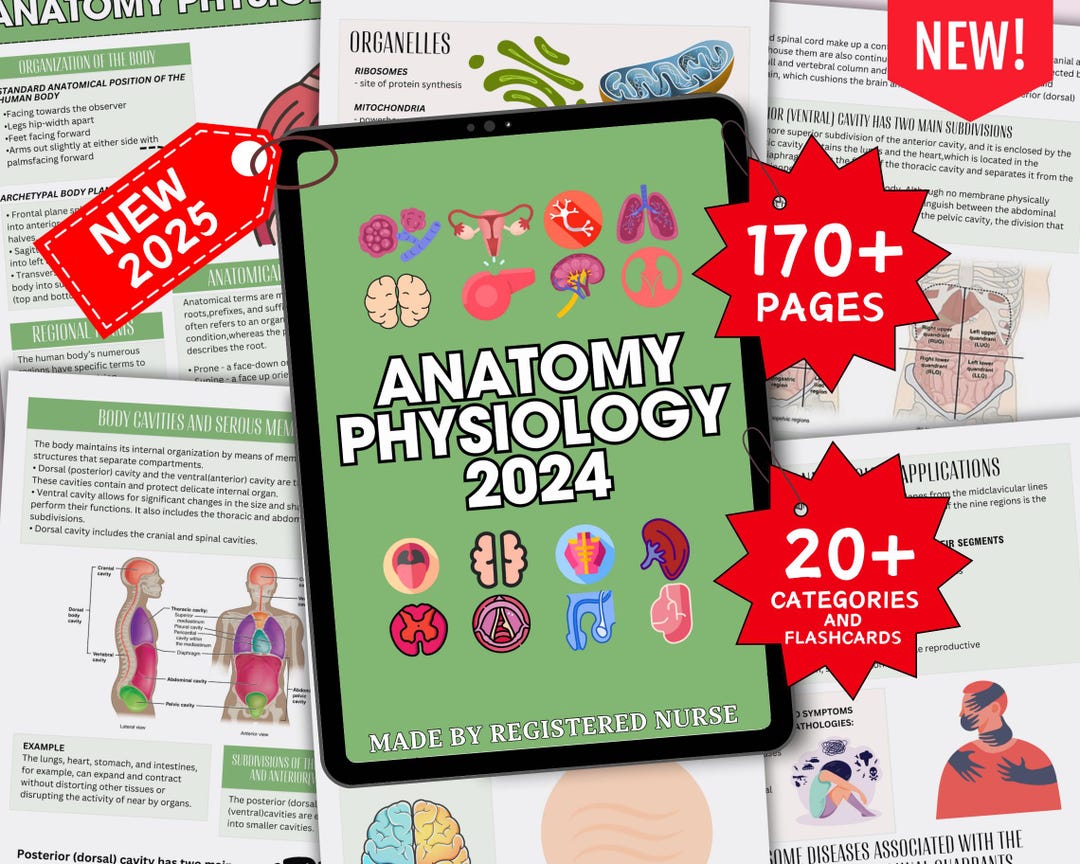 Advance Anatomy & Physiology II Bundle With Flashcards, Anatomy Study ...