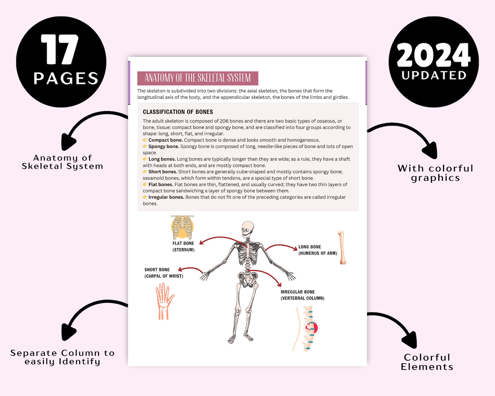 Ultimate Skeletal System Notes, Intro to Skeletal System, Skeleton ...