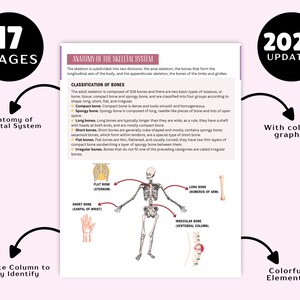 Ultimate Skeletal System Notes, Intro to Skeletal System, Skeleton ...