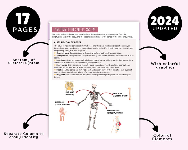 Ultimate Skeletal System Notes, Intro to Skeletal System, Skeleton ...