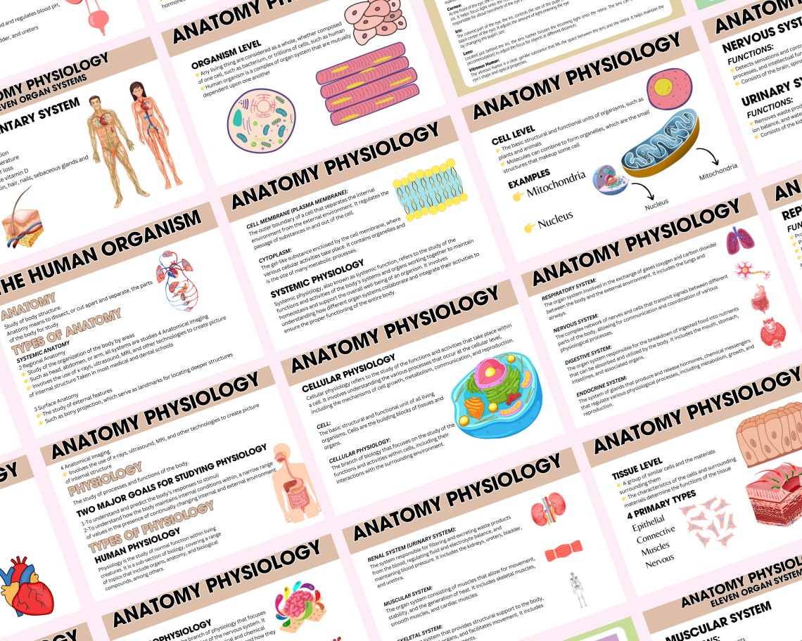 Complete Anatomy & Physiology Flashcards 2024, Nursing School Notes ...