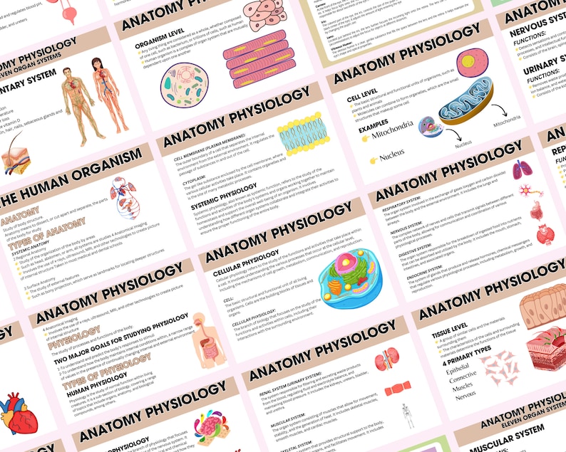 Complete Anatomy & Physiology Flashcards 2024, Nursing School Notes ...
