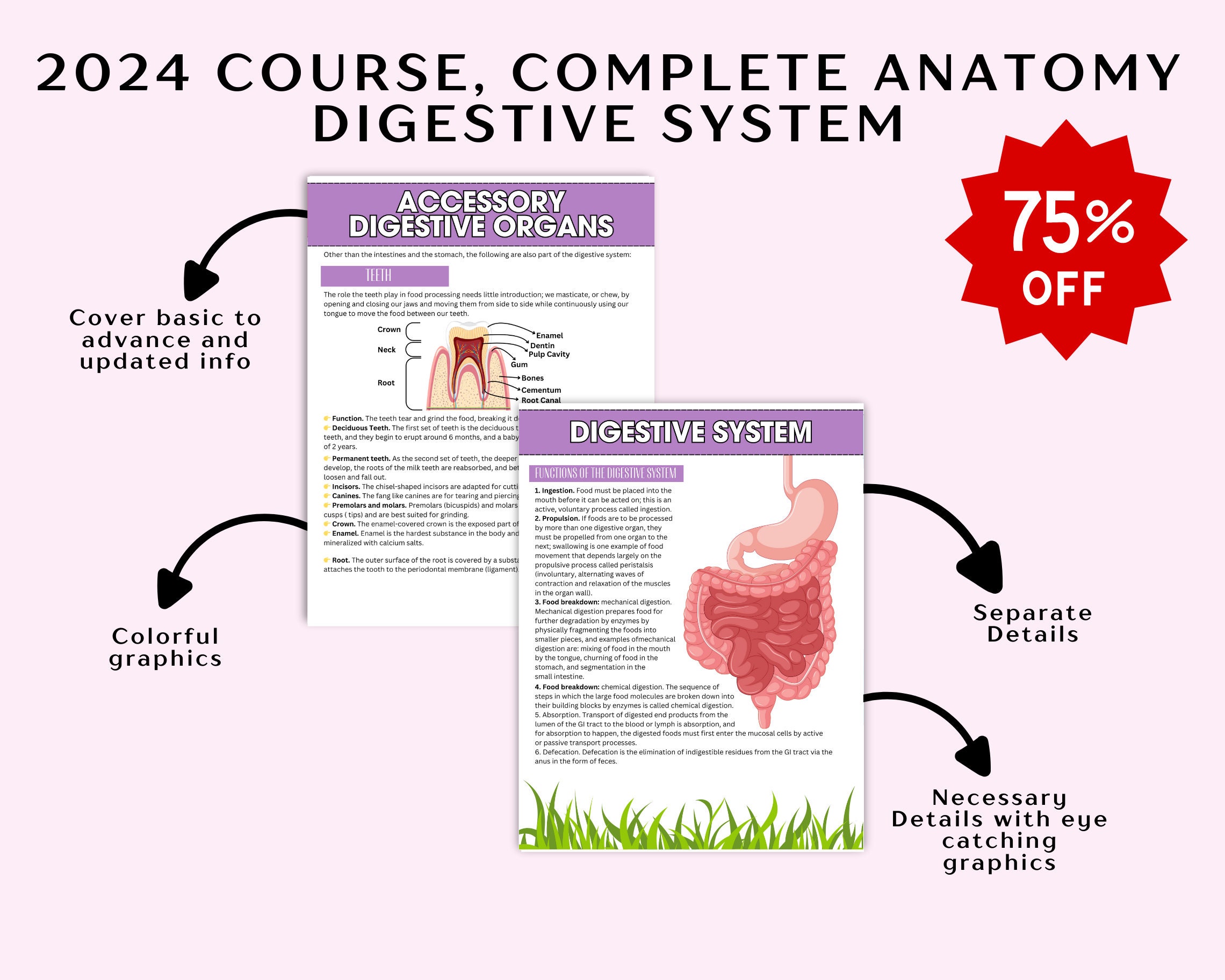Ultimate Anatomy & Physiology Digestive System 2024, Nursing School ...