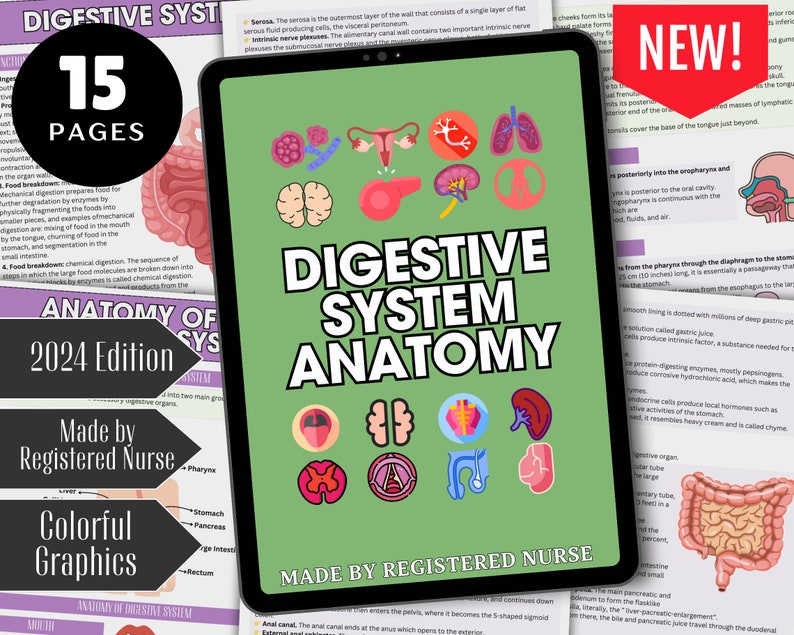 Buy Ultimate Anatomy & Physiology Digestive System 2024, Nursing School ...