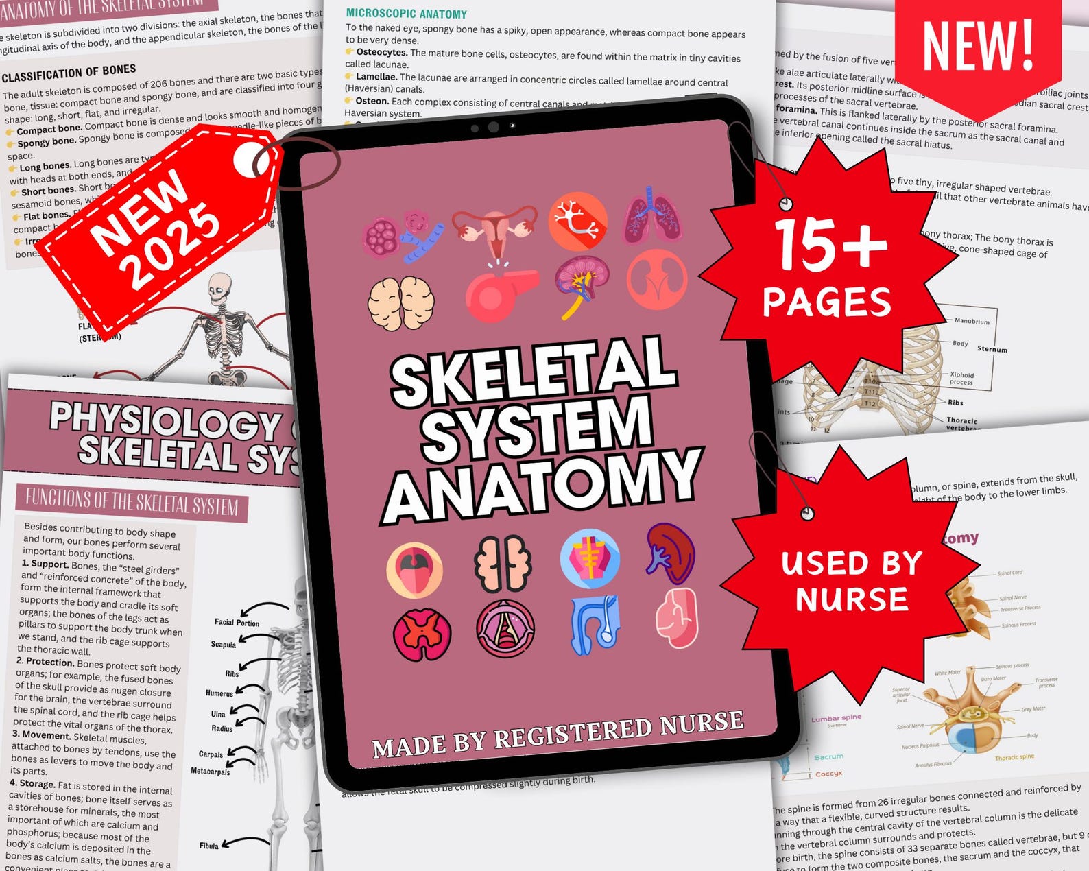 Ultimate Skeletal System Notes, Intro to Skeletal System, Skeleton ...