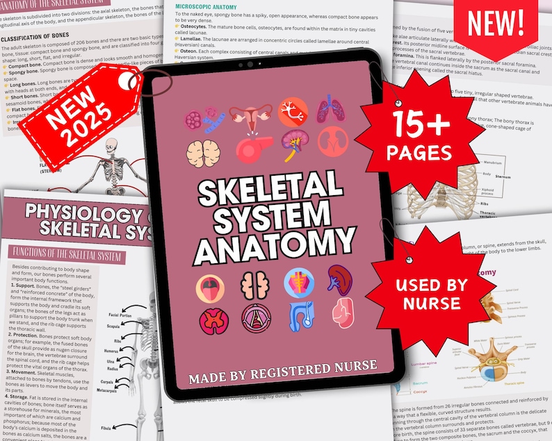 Ultimate Skeletal System Notes, Intro to Skeletal System, Skeleton ...