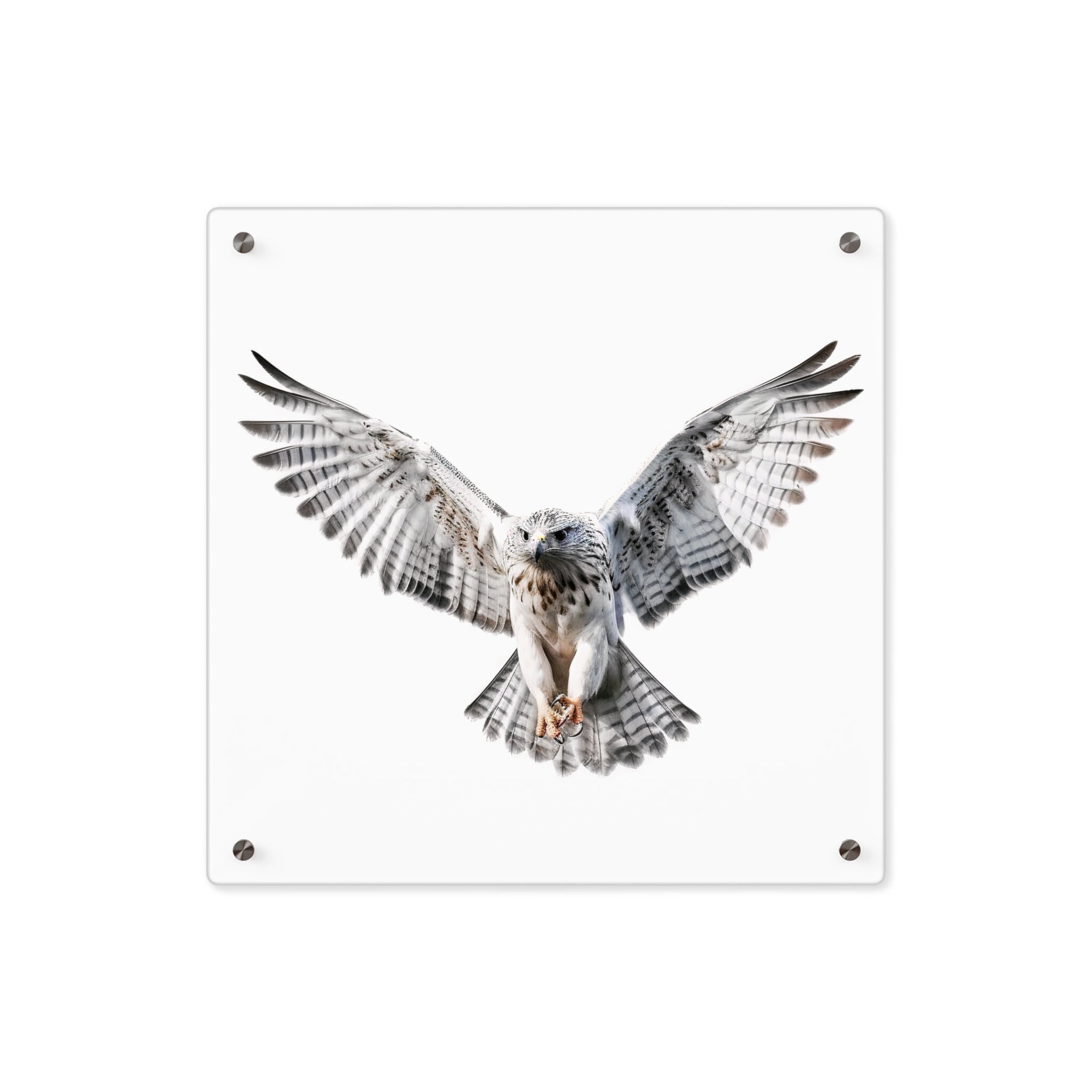 Modern Office Decor: Hawk Art Panel, Captivating Hawk Acrylic Print ...