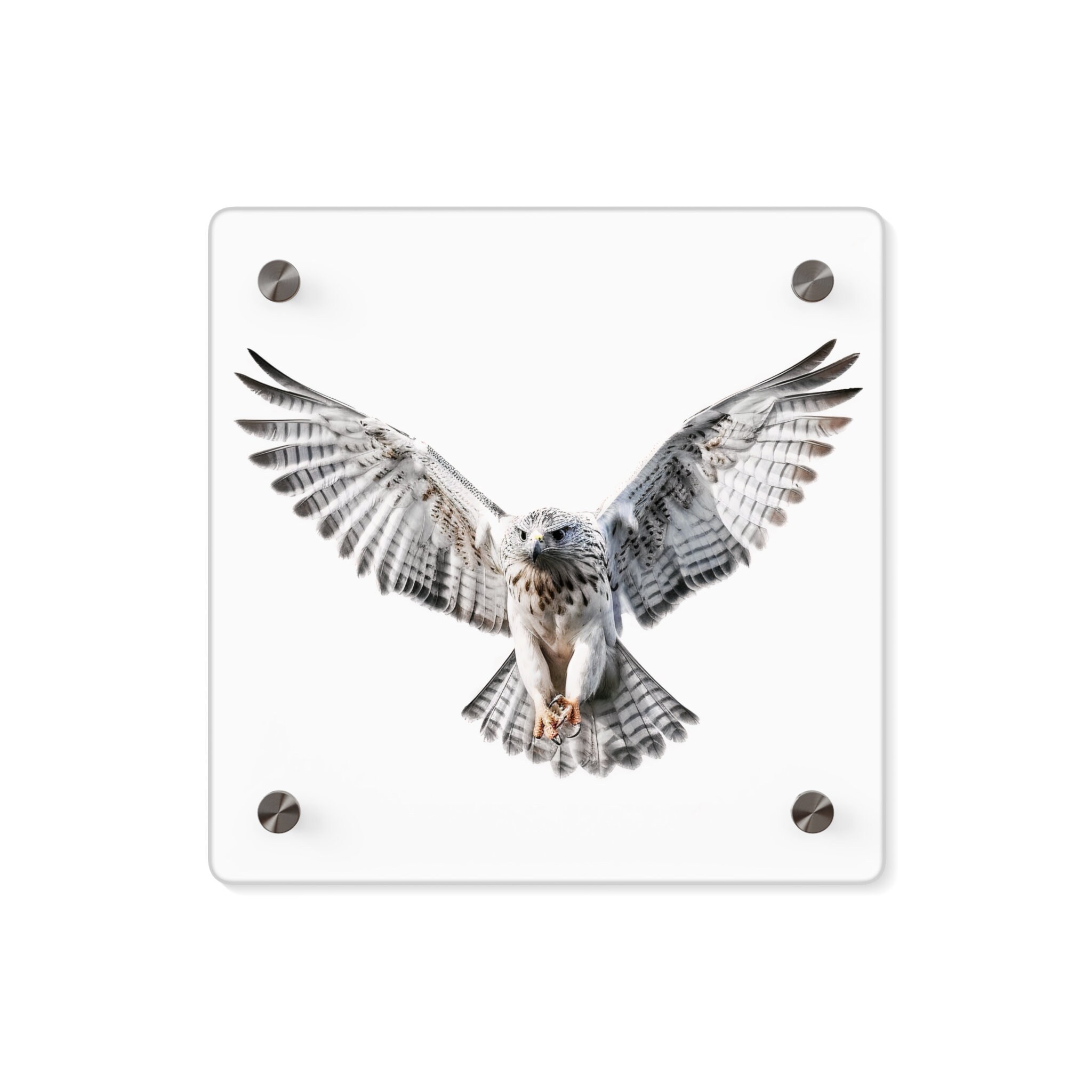 Modern Office Decor: Hawk Art Panel, Captivating Hawk Acrylic Print ...