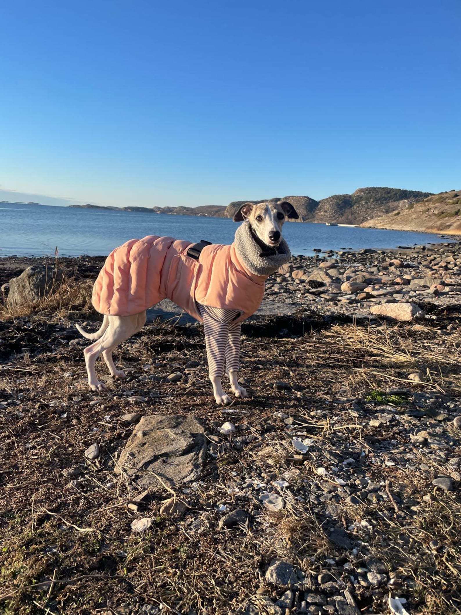Padded Winter Jacket. Pdf Sewing Pattern for Whippet, Greyhound and ...