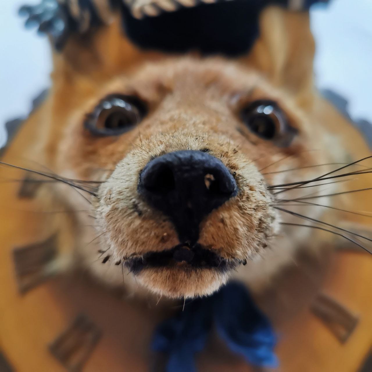 Cursed Doll and Taxidermy SAMMY Halloween Horror Art Fox Included - Etsy