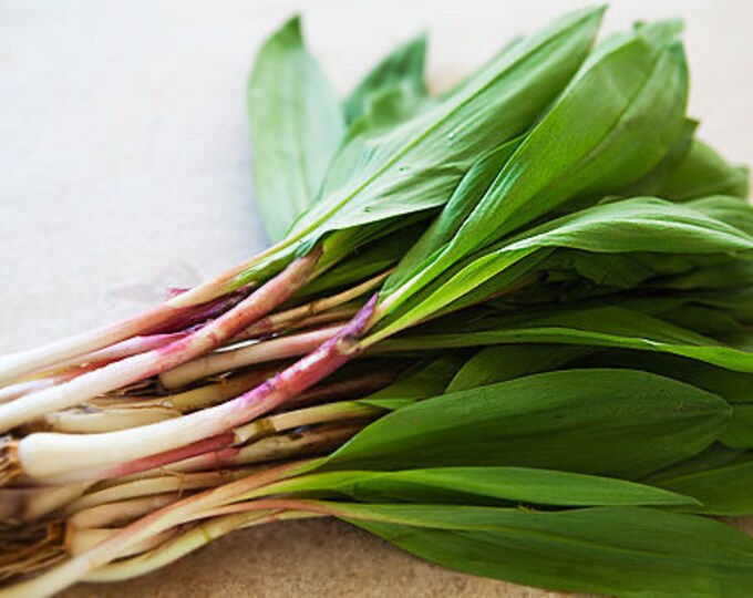 25 Plus Wild Ramps, Leaks Hand Dug From Hardwood Forest in West ...