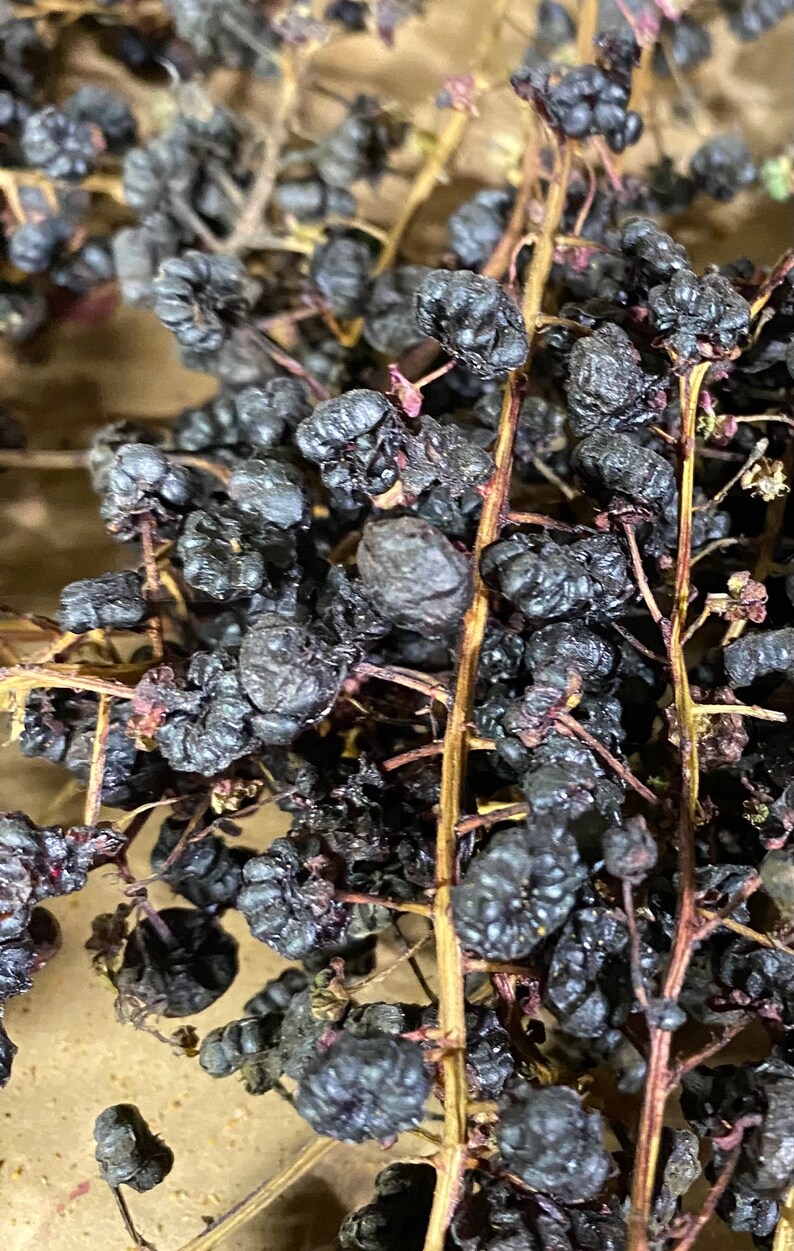 50 Seeds for Planting, Poke Seeds - Phytolacca Americana - Native Plant ...