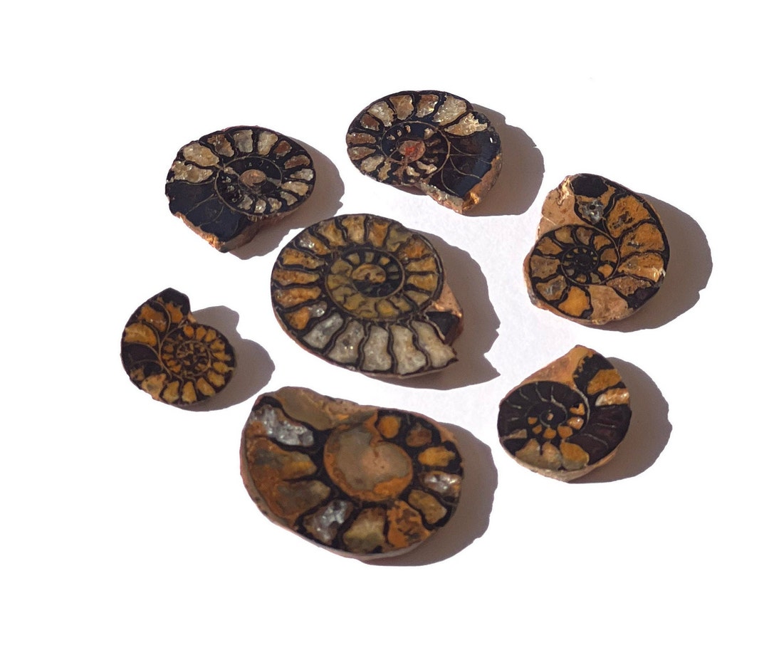 Ammonite, Ammonite Specimen, Polished Ammonite, Opal Ammonite, Ammonite ...