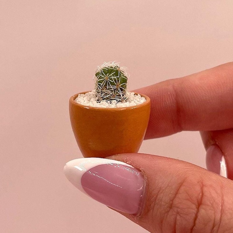 Miniature Cactus - Etsy