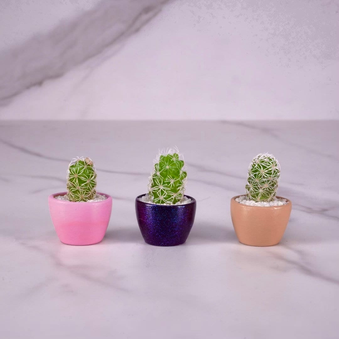 LITTLE PRICKS Miniature Cactus (light Brown) - DIY Cactus Kits, Hand ...