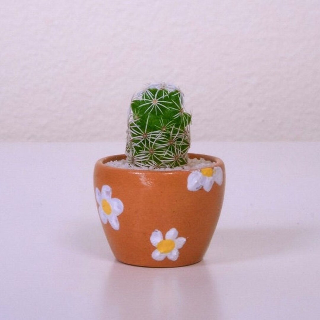 LITTLE PRICKS Miniature Cactus Spring Collection terracotta & White ...