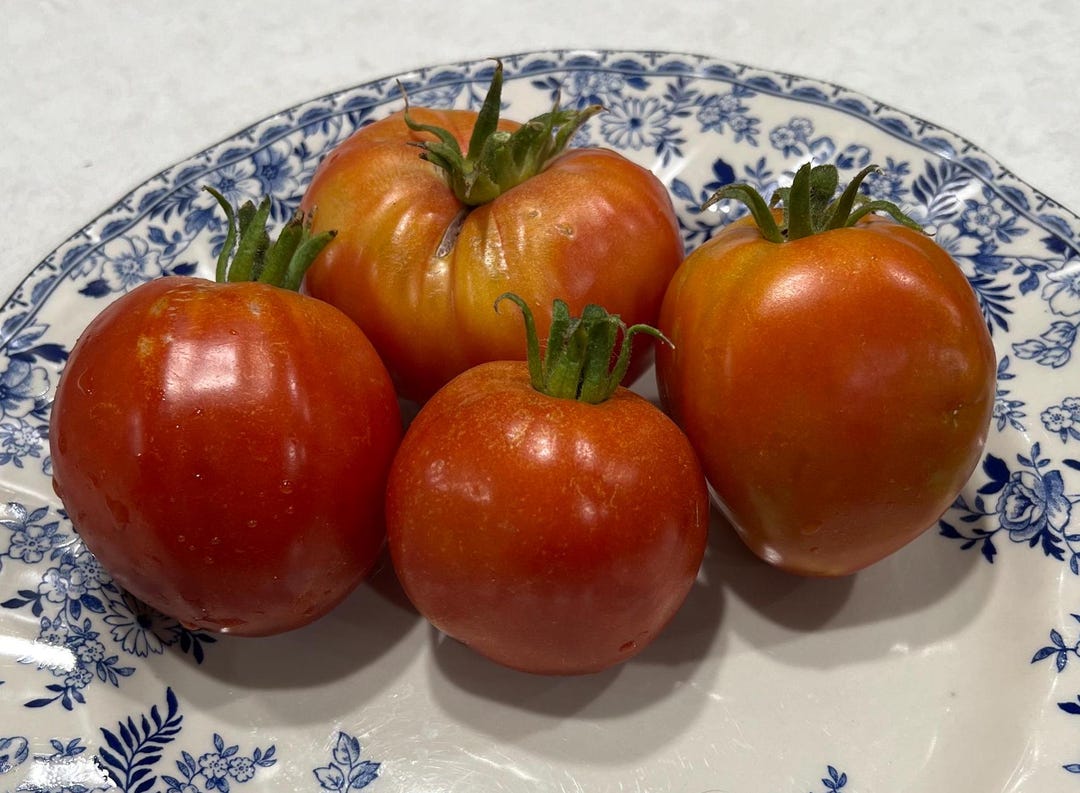 Tomato Seeds - Heirloom Red - A Classic That Never Goes Out of Style ...
