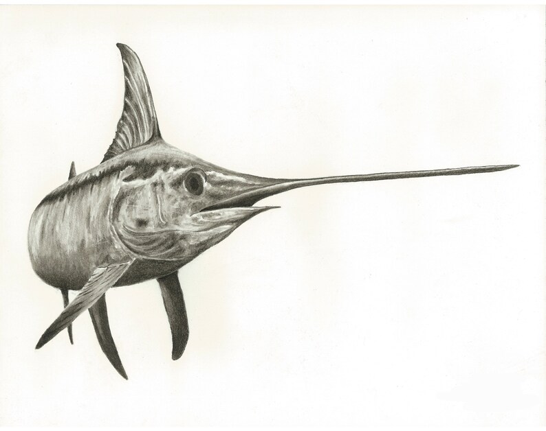Charcoal Swordfish Print - Etsy