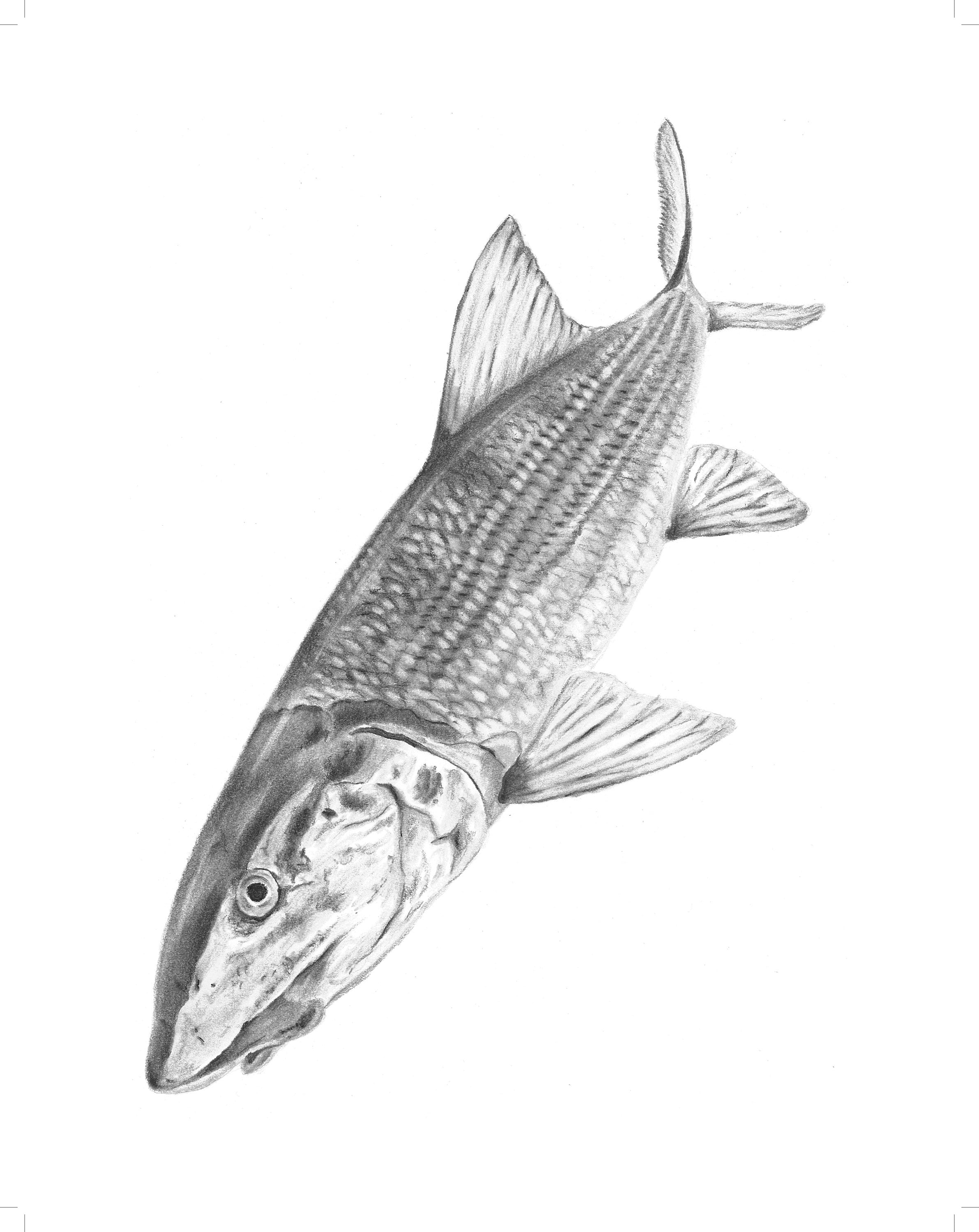 Bonefish Drawing