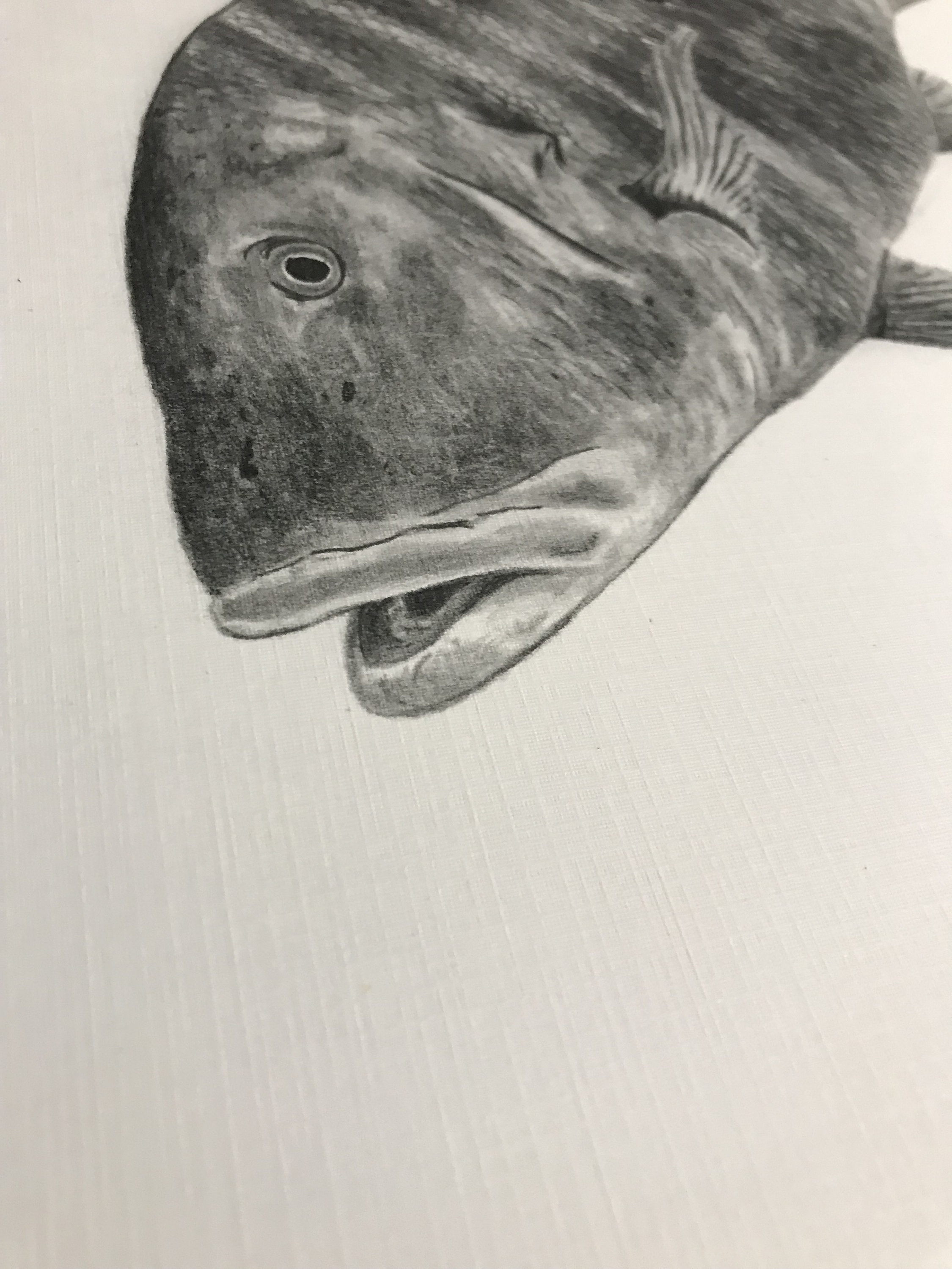 Charcoal Mutton Snapper Print - Etsy