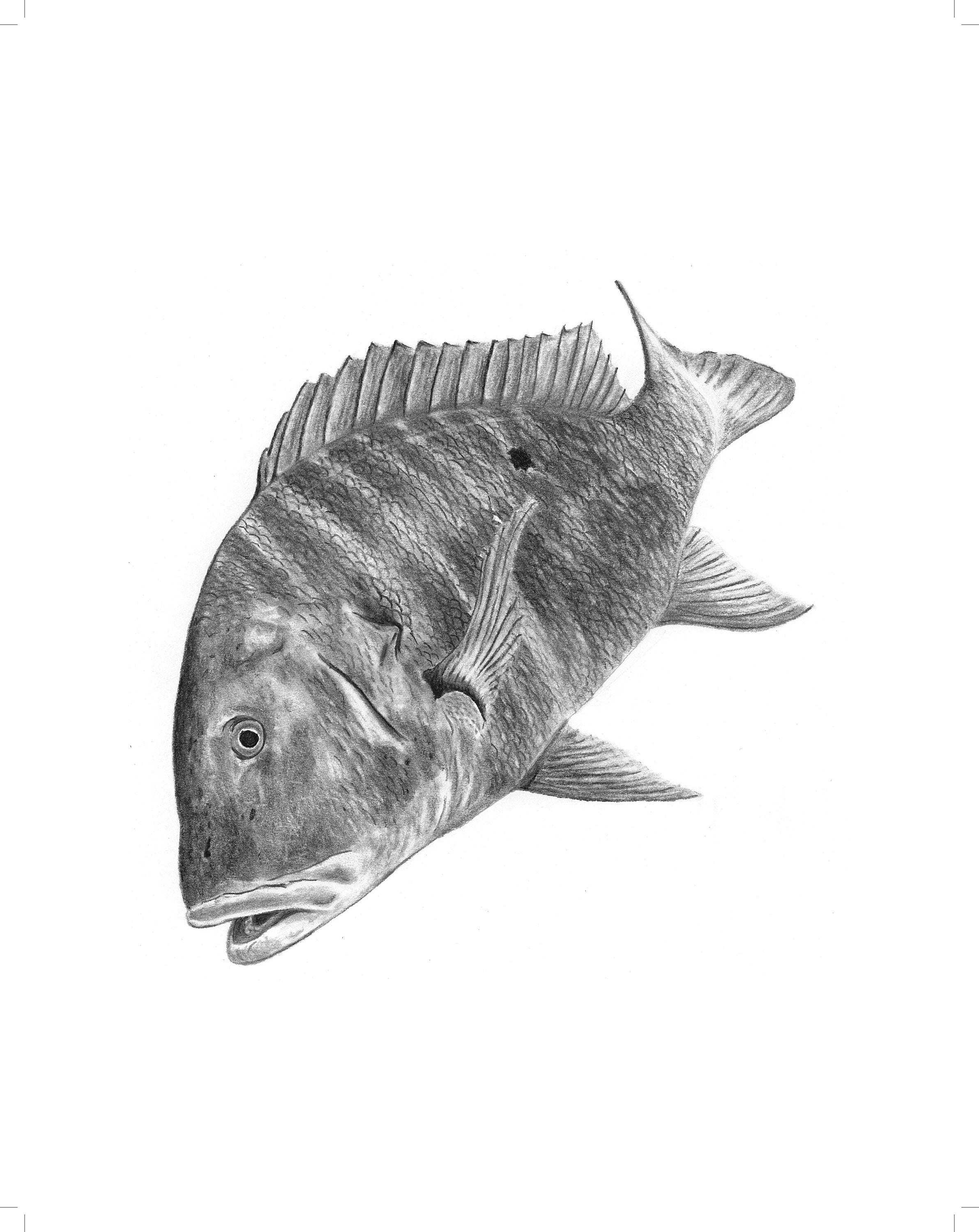 Charcoal Mutton Snapper Print - Etsy
