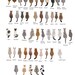 Cat Breed Embroidery Machine Design, Custom Cat (digital File) - Etsy
