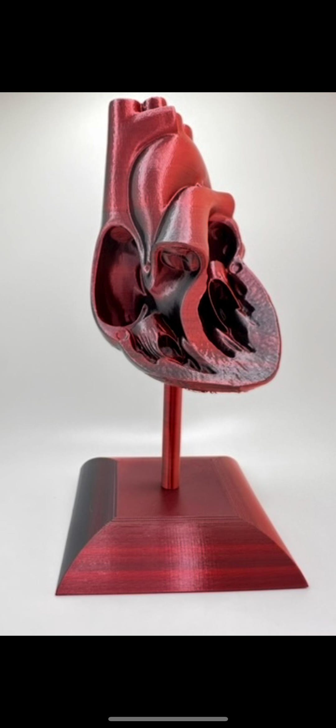 3D Printed Anatomical Heart Model: Realistic Medical Display - Etsy