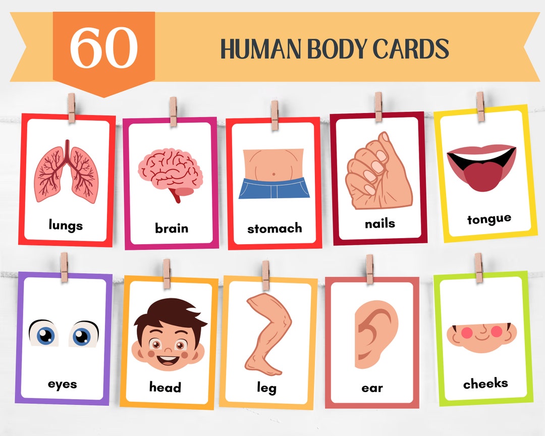 Human Body Educational Cards, Body Parts Cards, Montessori Flashcards ...