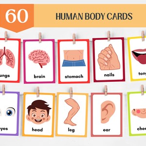 Human Body Educational Cards, Body Parts Cards, Montessori Flashcards ...