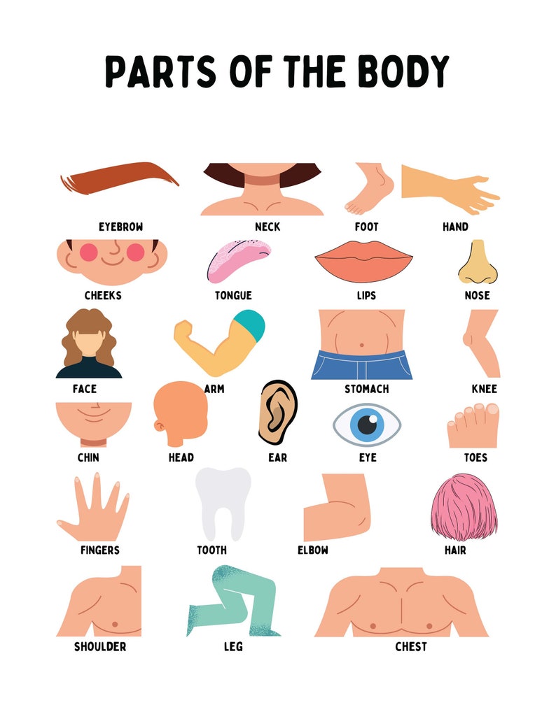 Póster Partes del cuerpo, 2 páginas. - Etsy España