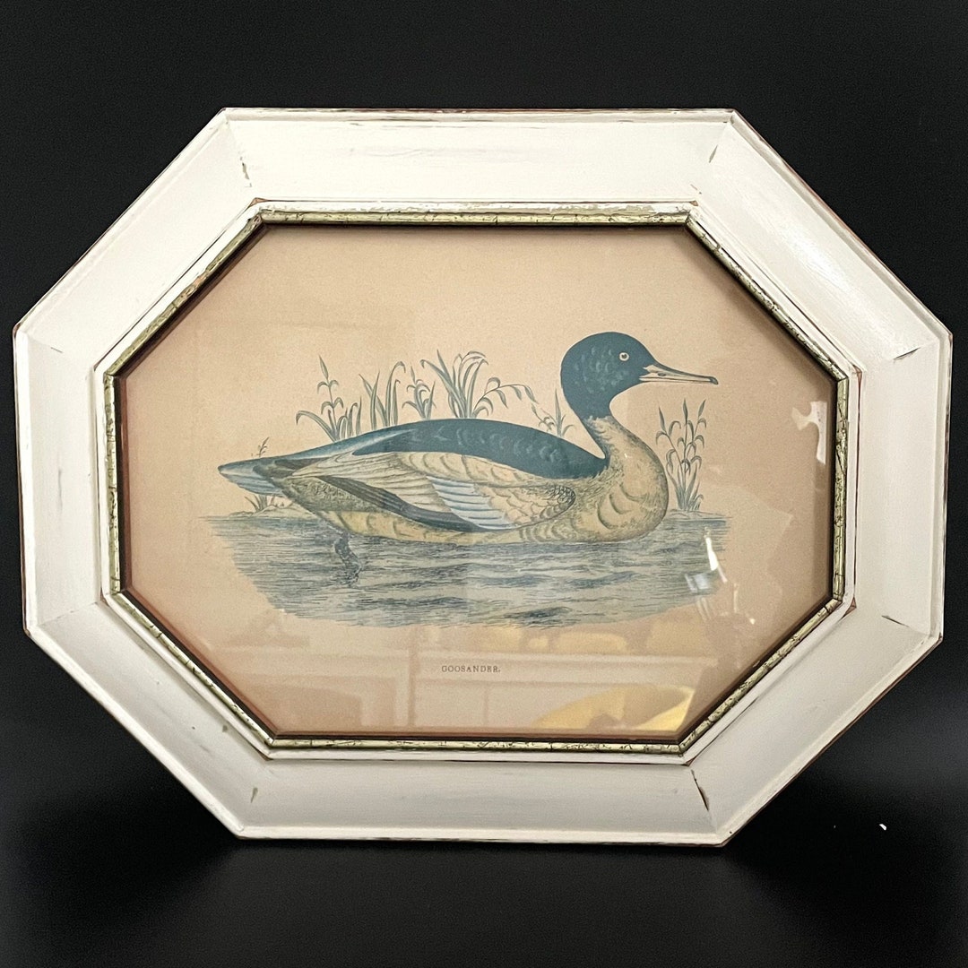 Framed Duck Print of a Goosander Bird Wildfowl Wildlife Hunting Country ...