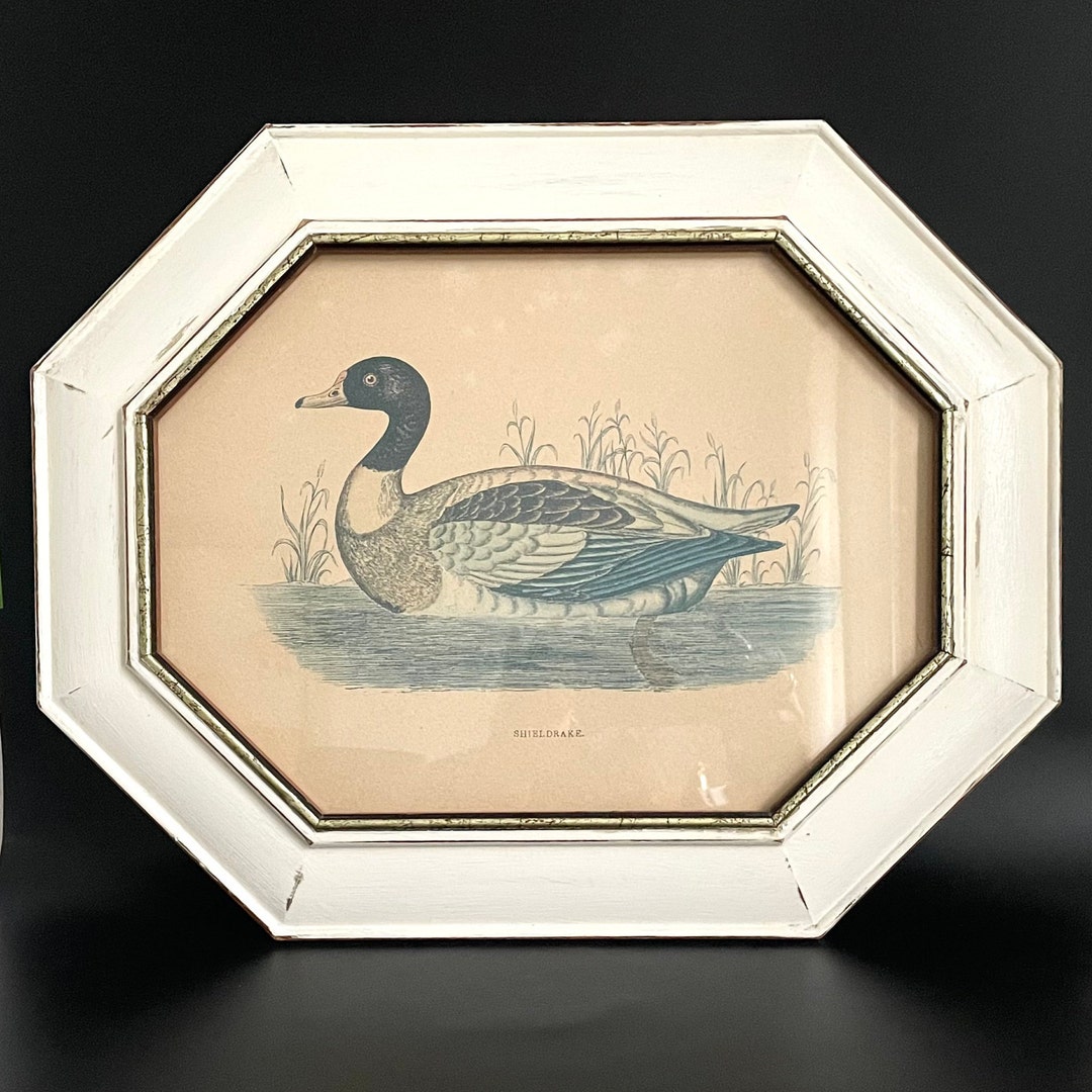 Framed Duck Print Shieldrake Bird Wildfowl Game Hunting Country ...